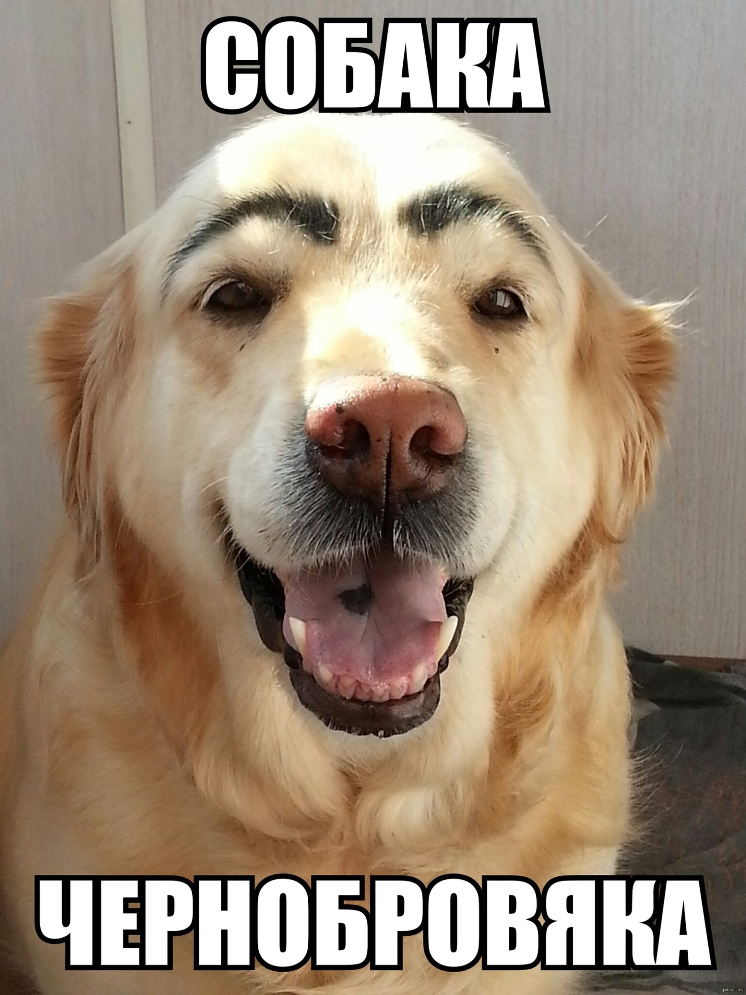 500+ смешных мемов - только соседей не разбуди своим смехом